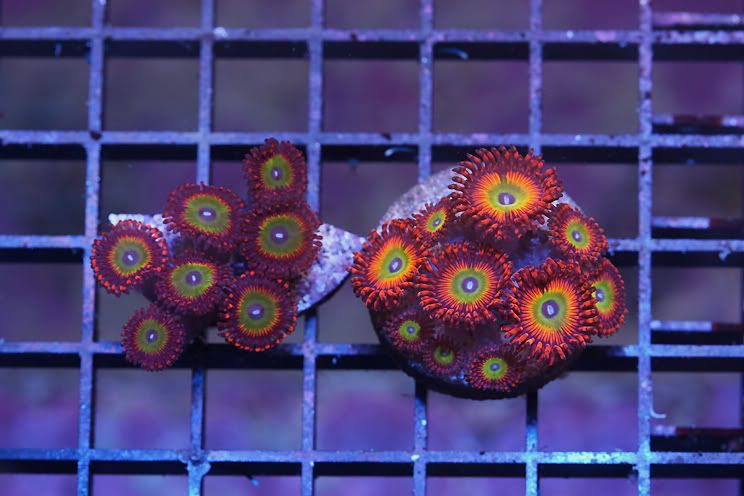 The Bowser Zoa | Reef2Reef